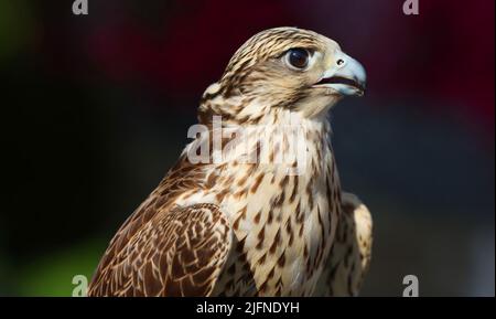 Greifvogel, Dubai, Falke, Dubai Falke, schönes Porträt von einem Falken ...