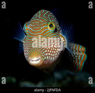 Spotted Toby Canthigaster solandri, Tetraodontidae Stock Photo - Alamy