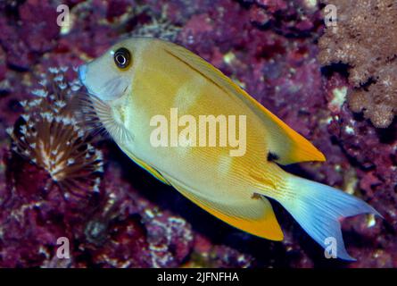A two-spot bristletooth tang fish (Ctenochaetus binotatus) swimming in ...