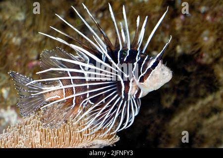 Clearfin Lionfish, Pterois radiata, from the Red Sea Stock Photo - Alamy