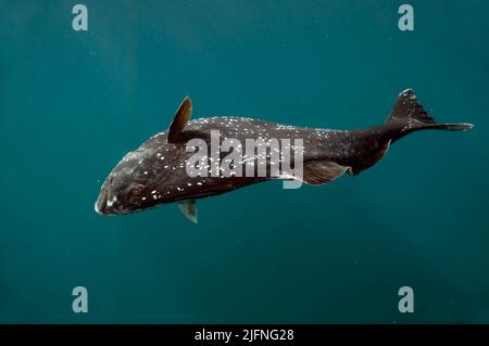 A 200 kg heavy Halibut (Hippoglossus hippoglossus). The white spots are ...