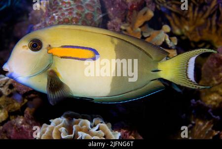 Orange-spotted Surgeonfish, Acanthurus olivaceus Stock Photo - Alamy