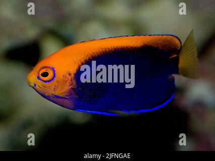 African pygmy angelfish, Centropyge acanthops Stock Photo - Alamy