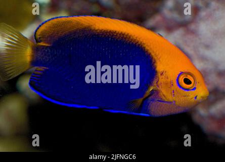 African pygmy angelfish, Centropyge acanthops Stock Photo - Alamy
