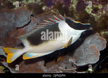 Magnificent rabbitfish, Siganus magnificus Stock Photo - Alamy