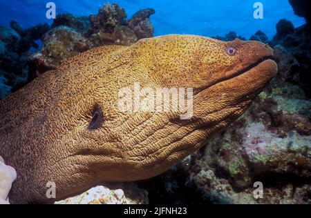 Giant Morey Eel (Gymnothorax javanicus) cfrom Kurumba Island, the ...