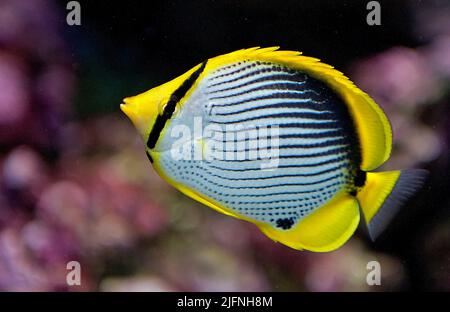 Black-backed butterflyfish [Chaetodon melanotus]. Egypt, Red Sea Stock ...