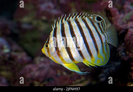Multibarred Angelfish, Paracentropyge multifasciatus Stock Photo - Alamy