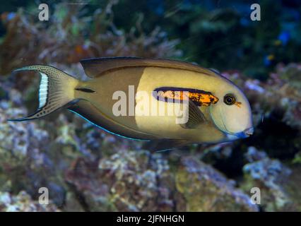 Orange-spotted Surgeonfish, Acanthurus olivaceus Stock Photo - Alamy