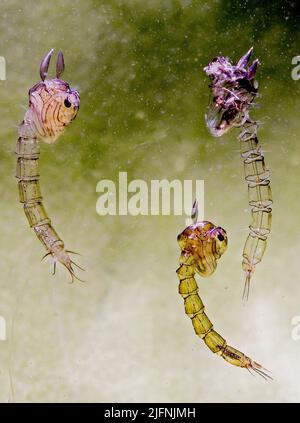 Puppa of Phantom Midge (family Chaoboridae). Southern Norway Stock ...