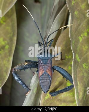Coreidae, Leaf-footed bug, insects, macro photography, Kilkenny ...