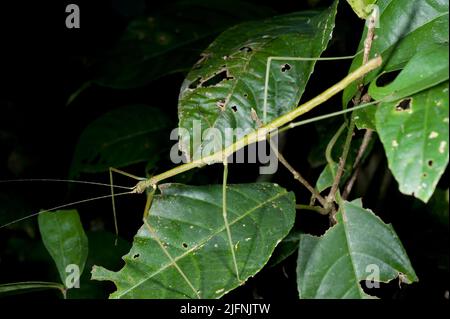 Walkingstick (order Phasmida) from La Selva, Ecuador. Close up of the ...