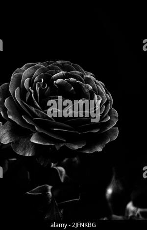Grayscale shot of a rose Stock Photo - Alamy