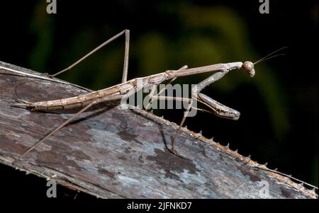 Large praying mantis (probably Archimantis sp., possibly A. latistyla ...
