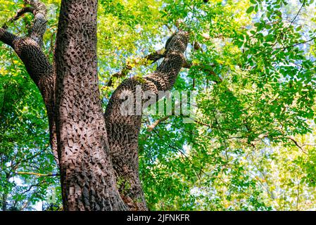 The tree trunk. Fraxinus angustifolia. Fraxinus, English name ash, is a ...