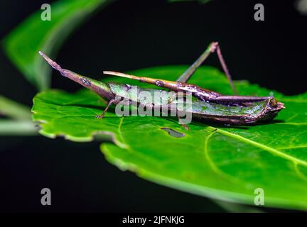 Pair of the pyrgomorph grasshopper Omura congrua mating in the ...