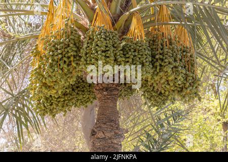 Date palm tree with clusters of green dates fruit at Manama in Bahrain ...