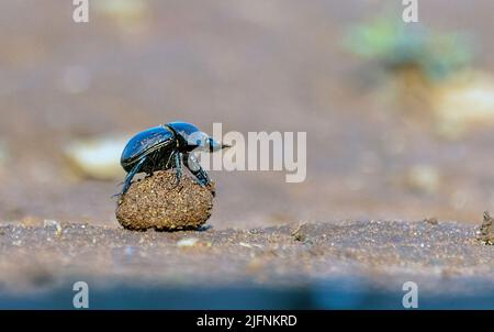 Dung beetle rolling dung in Zimanga Private Reserve, South Africa ...