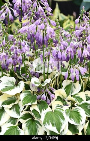 Gardening. Green leaves, bushes. Plantain. Plantago Major, a perennial ...