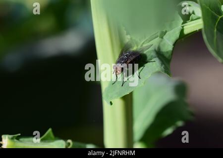 Black house fly - muscina stabulans- on a grren cabbage leaf as a close ...