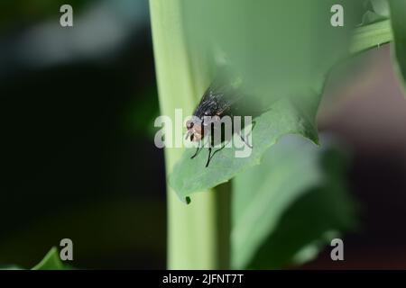 Black house fly - muscina stabulans- on a grren cabbage leaf as a close ...