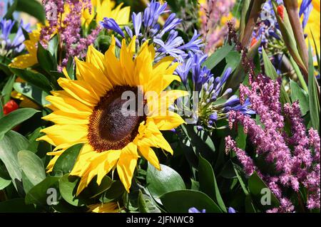 Surrey, UK, 04/07/2022, Sunflowers, Freddie's Flowers, RHS Hampton ...