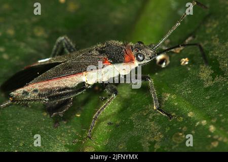 SWanplant seed bug (Arocatus rusticus Stock Photo - Alamy