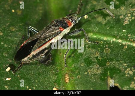 SWanplant seed bug (Arocatus rusticus Stock Photo - Alamy