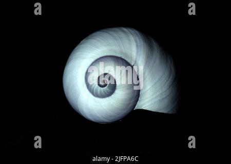 Pelagic violet snail (Janthina janthina Stock Photo - Alamy