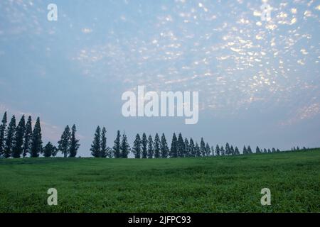 The Metasequoi tree row on the green field background blue sky and ...