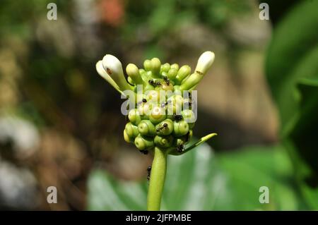 Black ants are on the top of the noni tree flower Stock Photo - Alamy