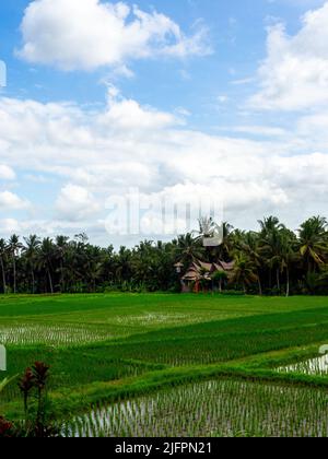 Kajeng Rice Fields, Ubud, Bali, Indonesia - aerial Stock Photo - Alamy