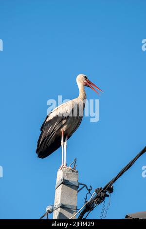 Tired stork with long red beak resting on the pole Stock Photo - Alamy