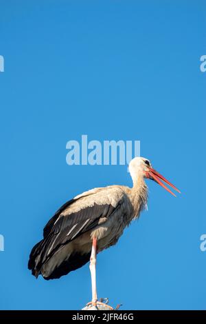 Tired stork with long red beak resting on the pole Stock Photo - Alamy