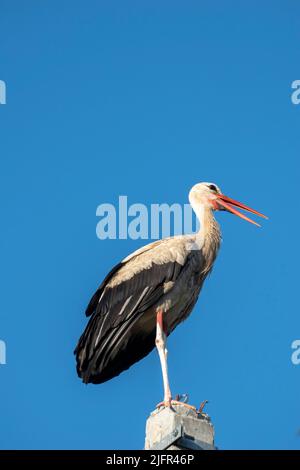 Tired stork with long red beak resting on the pole Stock Photo - Alamy