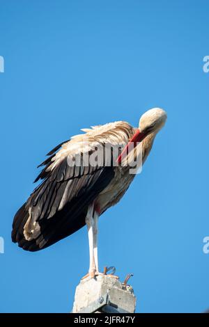 Tired stork with long red beak resting on the pole Stock Photo - Alamy