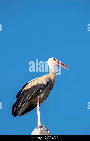 Tired stork with long red beak resting on the pole Stock Photo - Alamy