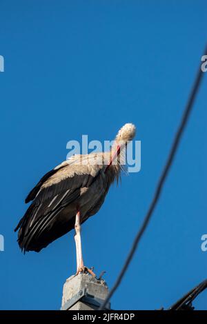 Tired stork with long red beak resting on the pole Stock Photo - Alamy