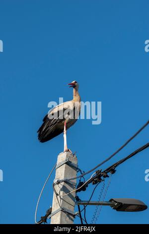 Tired stork with long red beak resting on the pole Stock Photo - Alamy