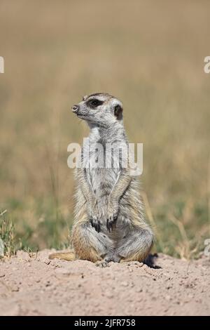 Meerkat near Gweta Botswana Stock Photo - Alamy