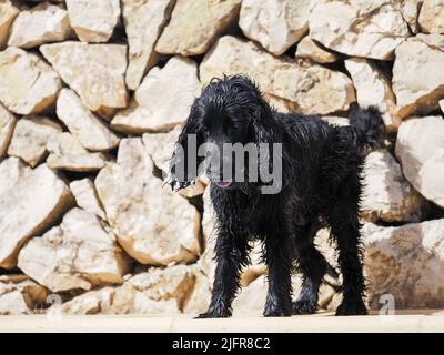 eleven month old English Cocker Spaniel puppy in the pool Stock Photo ...