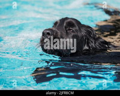 eleven month old English Cocker Spaniel puppy in the pool Stock Photo ...