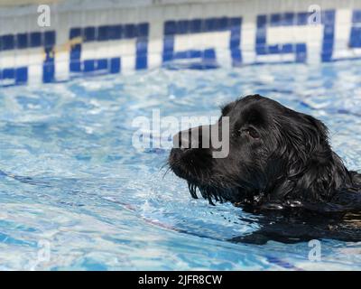 eleven month old English Cocker Spaniel puppy in the pool Stock Photo ...
