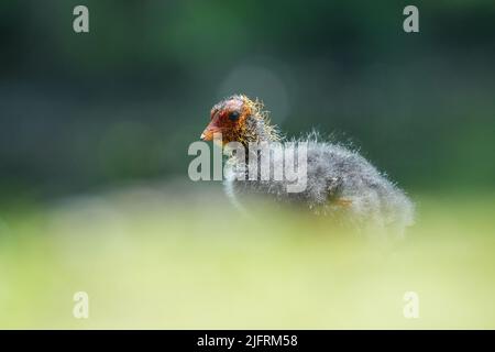 A shallow focus shot of an Eurasian cootling with blurred background ...