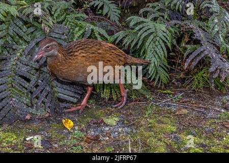 Western Weka ( Gallirallus australis australis) South Ilsnad, New ...