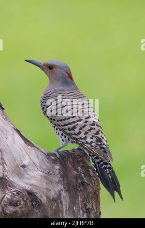 A Northern Flicker Woodpecker visiting my feeders in rural Door County ...
