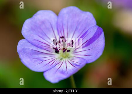 Geranium 'Azure Rush' flower closeup Stock Photo - Alamy