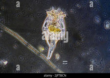 Wheel animal (Brachionus sp.) from a fresh water culture Stock Photo ...