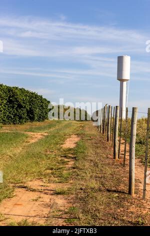 coffee plantation, with a water tank next to a fence, on a farm in ...