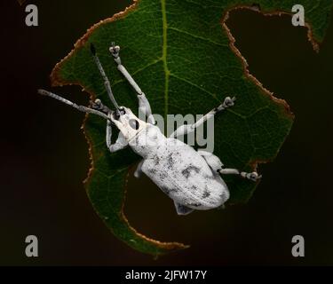 The Little Leaf Notcher is a Florida weevil that is a threat to all ...